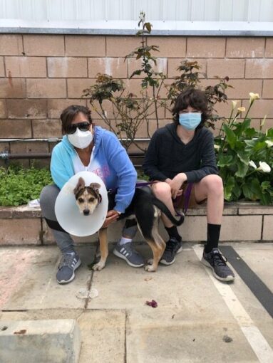 Pet Orphans of Southern California - Promoting Rescue, Rehabilitation ...